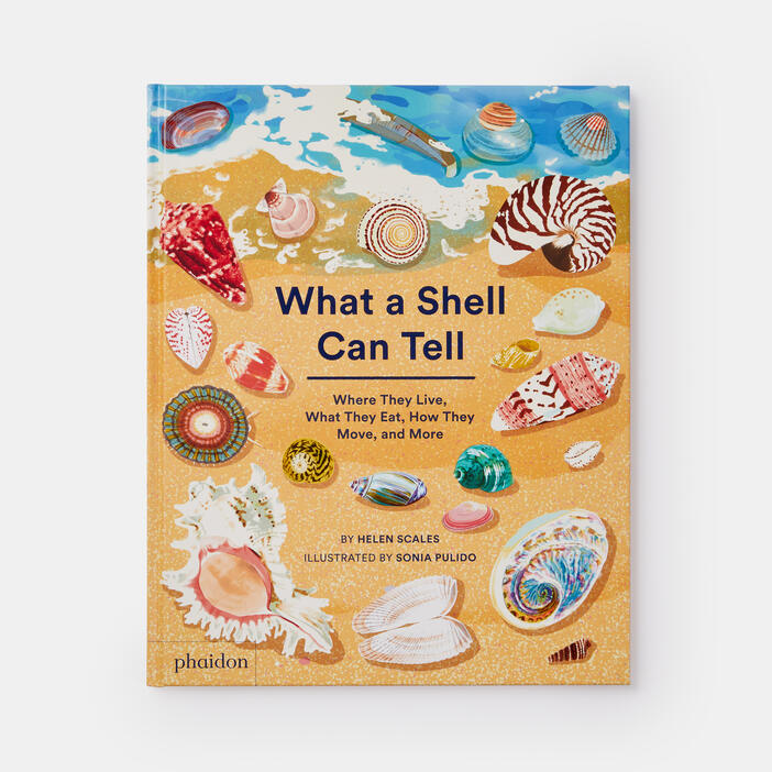 What A Shell Can Tell | Helen Scales, illustrated by Sonia Pulido ...